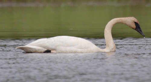 These Pictures Are For The Birds – On the Road with Buki-6